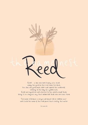 Reed - digital artwork | thenamenest