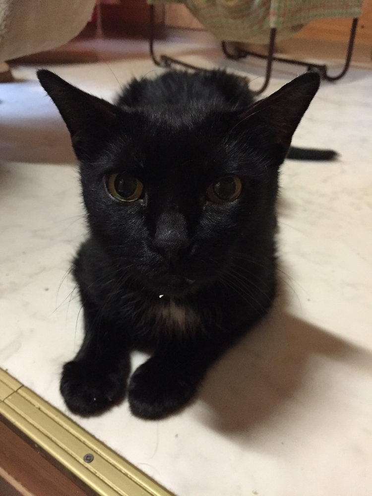 Diagnose und klassische Therapie der Hyperthyreose der Katze Teil2