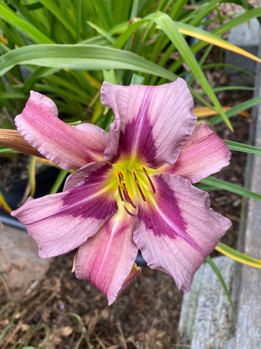 Blueberry Breakfast Daylily (Hemerocallis) | New Hope Daylilies