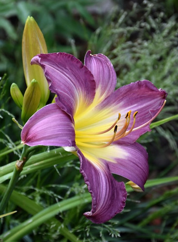 Swirling Water Daylily (Hemerocallis) | New Hope Daylilies