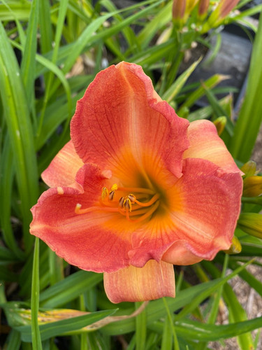 Victoria Elizabeth Barnes Daylily (Hemerocallis) | New Hope Daylilies