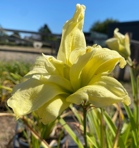 Maymont Double Daylily (Hemerocallis) | New Hope Daylilies