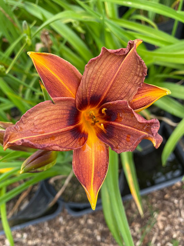 Black Magic Daylily (Hemerocallis) | New Hope Daylilies