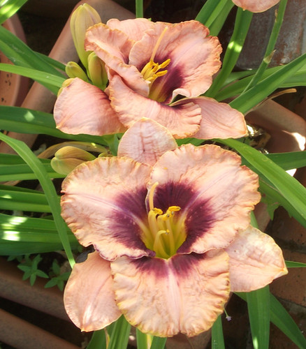 Blackberries and Cream Daylily (Hemerocallis) | New Hope Daylilies