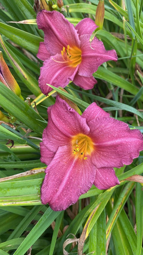 Summer Wine Daylily (Hemerocallis) | New Hope Daylilies