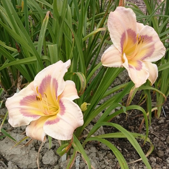Ruth Love Daylily (Hemerocallis) | New Hope Daylilies