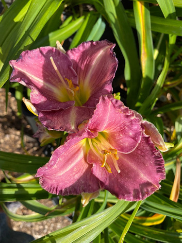 Lavender Memories Daylily (Hemerocallis) | New Hope Daylilies
