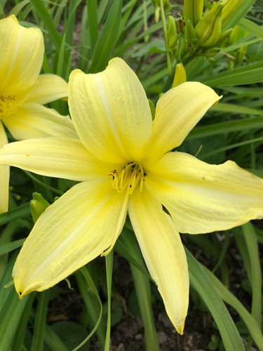Daylight Daylily (Hemerocallis) | New Hope Daylilies