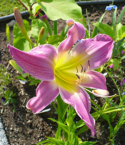 Lilting Lavender Daylily (Hemerocallis) | New Hope Daylilies