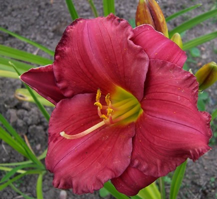 Woodside Ruby Daylily (Hemerocallis) | New Hope Daylilies