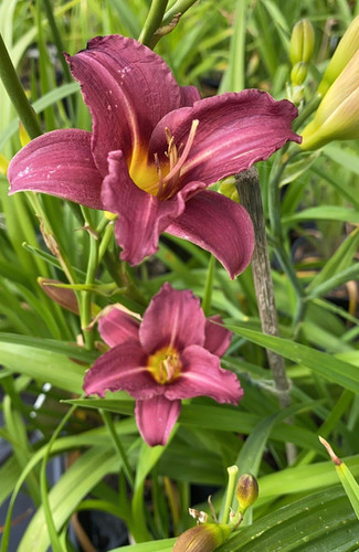 Raspberry Pixie Daylily (Hemerocallis) | New Hope Daylilies