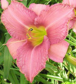 Quinn Buck Daylily (Hemerocallis) | New Hope Daylilies