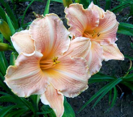 Decatur Rhythm Daylily (Hemerocallis) | New Hope Daylilies