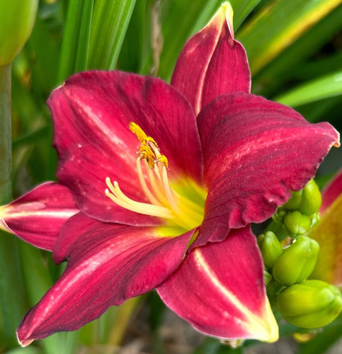 Woodside Ruby Daylily (Hemerocallis) | New Hope Daylilies