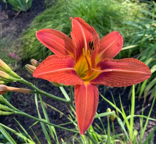 Sammy Russell Daylily (Hemerocallis) | New Hope Daylilies