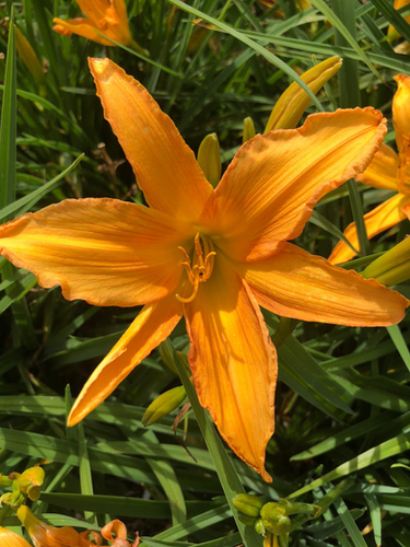 Copper Windmill Daylily (Hemerocallis) | New Hope Daylilies