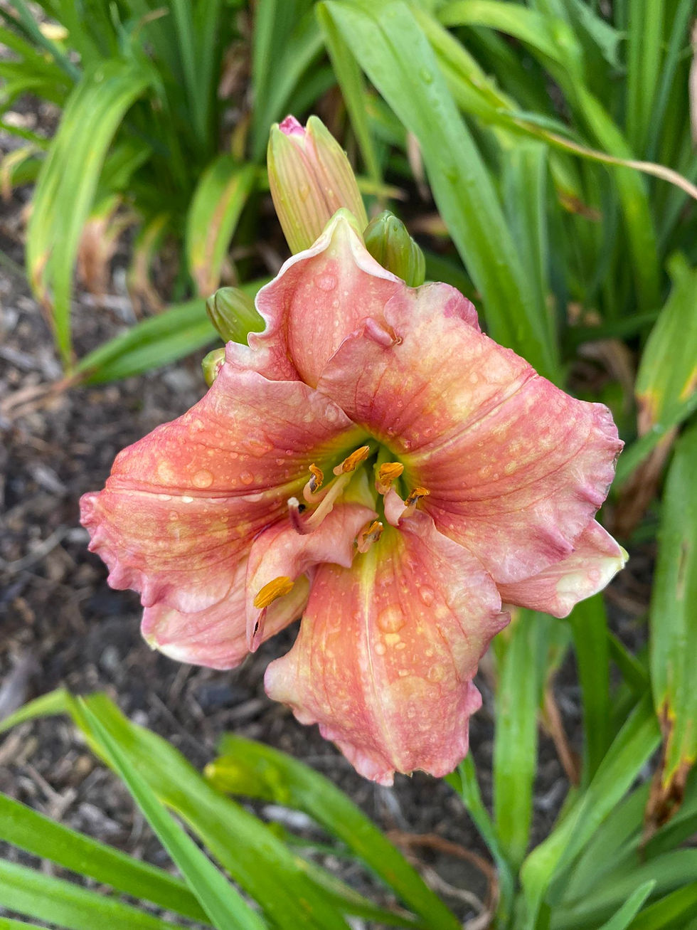 New Hope Daylilies | British Daylily Nursery | Purchase our Range of ...