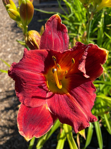 Ruby Sentinel Daylily (Hemerocallis) | New Hope Daylilies