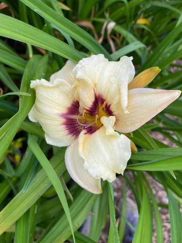 Pandora's Box Daylily (Hemerocallis) | New Hope Daylilies