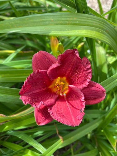 Cranberry Baby Daylily (Hemerocallis) | New Hope Daylilies