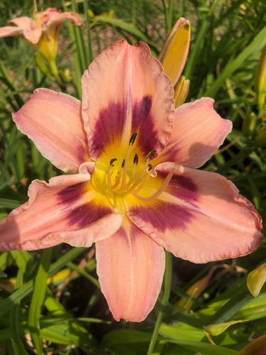 Chicago Picotee Promise Daylily (Hemerocallis) | New Hope Daylilies