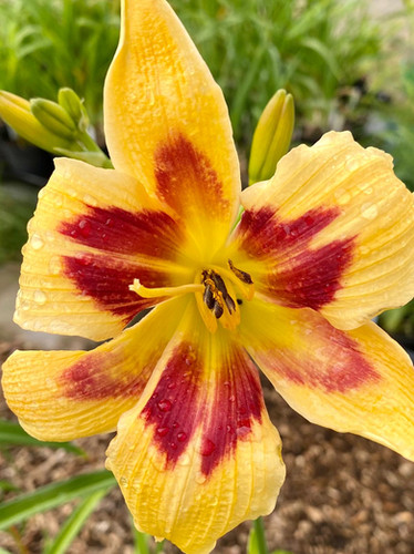 Nefertiti Daylily (Hemerocallis) | New Hope Daylilies