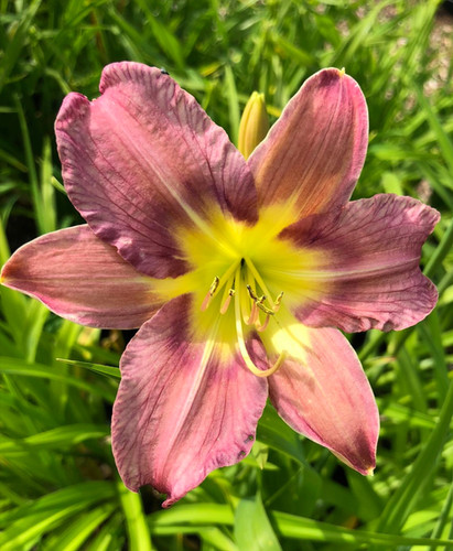 Patterns Daylily (Hemerocallis) | New Hope Daylilies