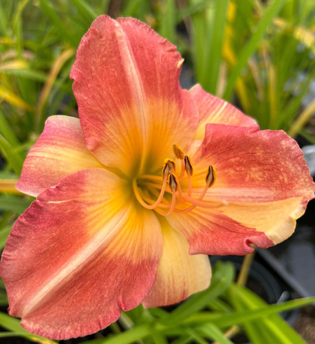 Victoria Elizabeth Barnes Daylily (Hemerocallis) | New Hope Daylilies