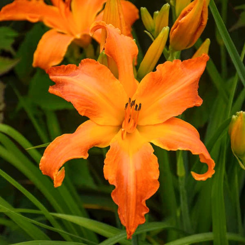 Primal Scream Daylily (Hemerocallis) | New Hope Daylilies
