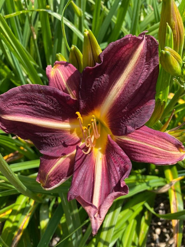 Grape Arbor Daylily (Hemerocallis) | New Hope Daylilies