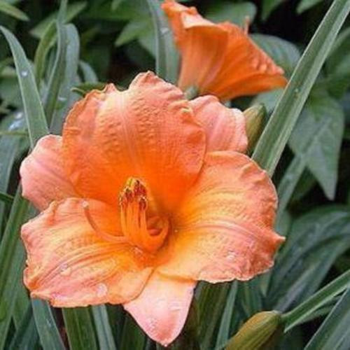 Pixie Parasol Daylily (Hemerocallis) | New Hope Daylilies