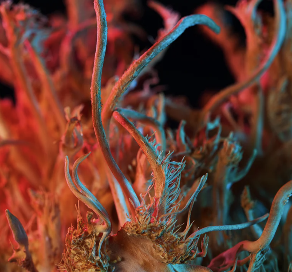 Introducing the Mycelium Computer: a Biocomputer using Fungi to Process ...