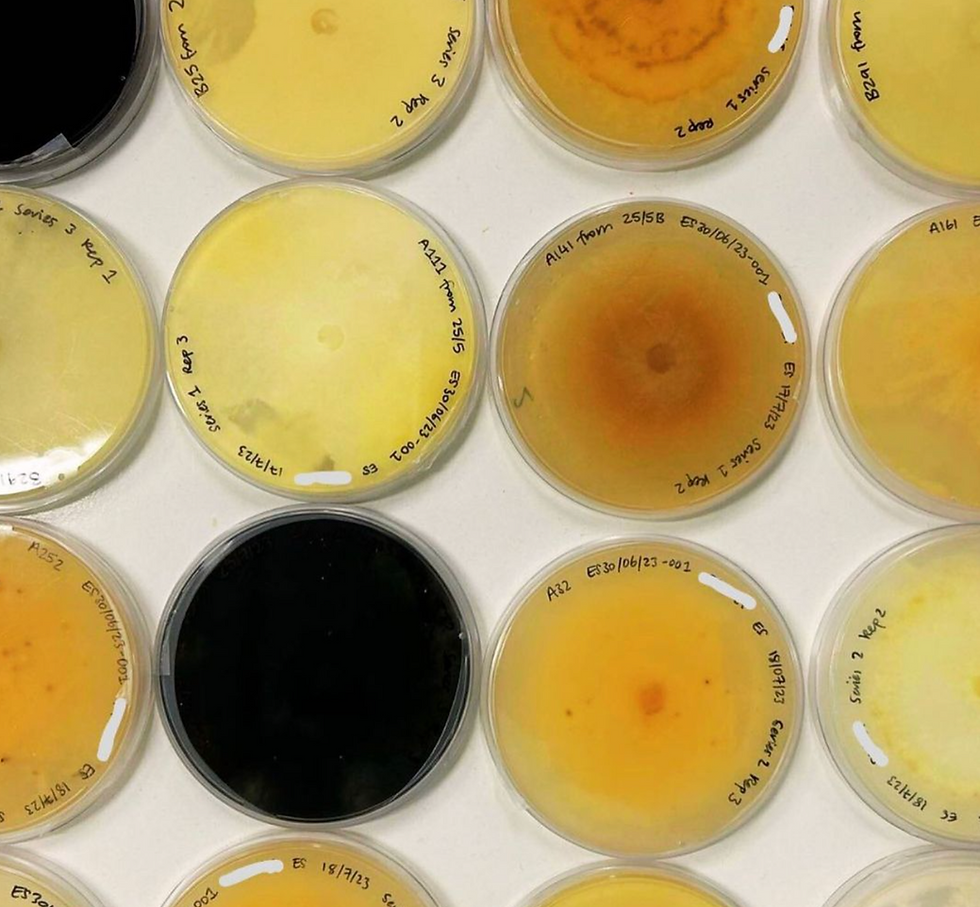 Sapro-Tech: Pioneering Mycelium Textile Company Achieves Commercial ...