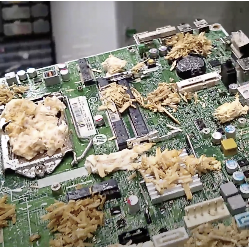 Introducing the Mycelium Computer: a Biocomputer using Fungi to Process ...