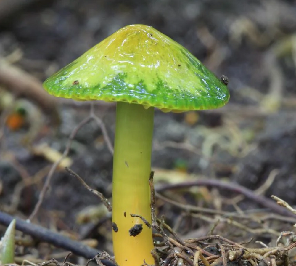 From Chernobyl to the International Space Station: Can fungi provide an ...