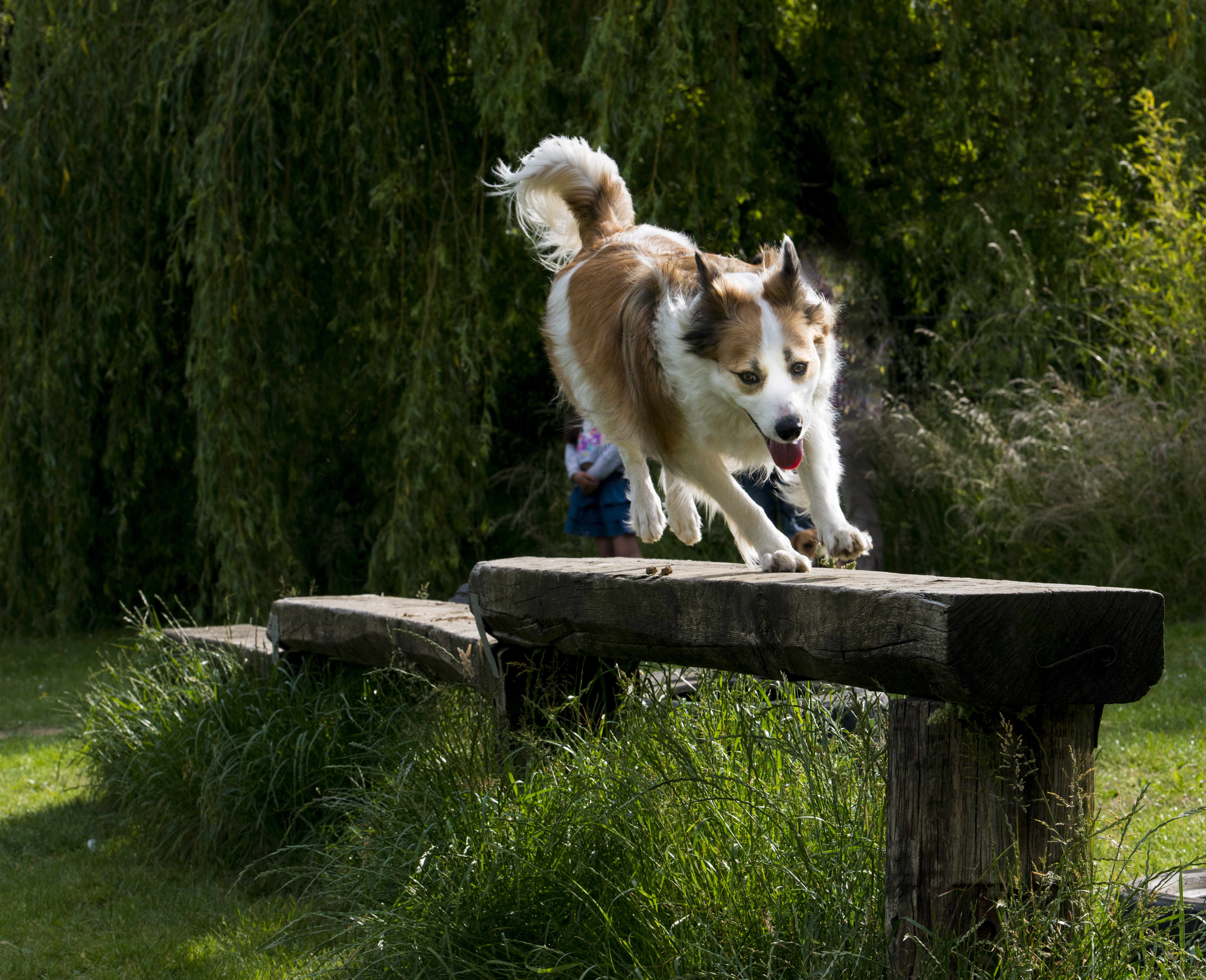Les services Dog's Land