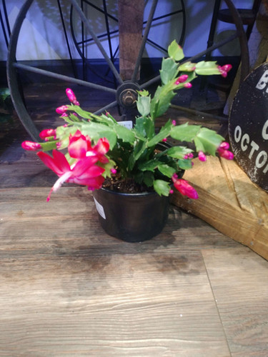 6" Christmas Cactus | Bulbs Deep