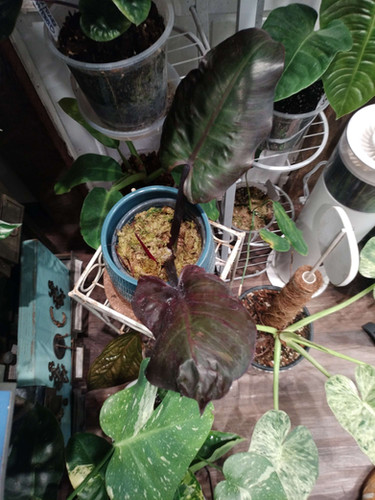 Philo Red Moon Mid Cut | Bulbs Deep