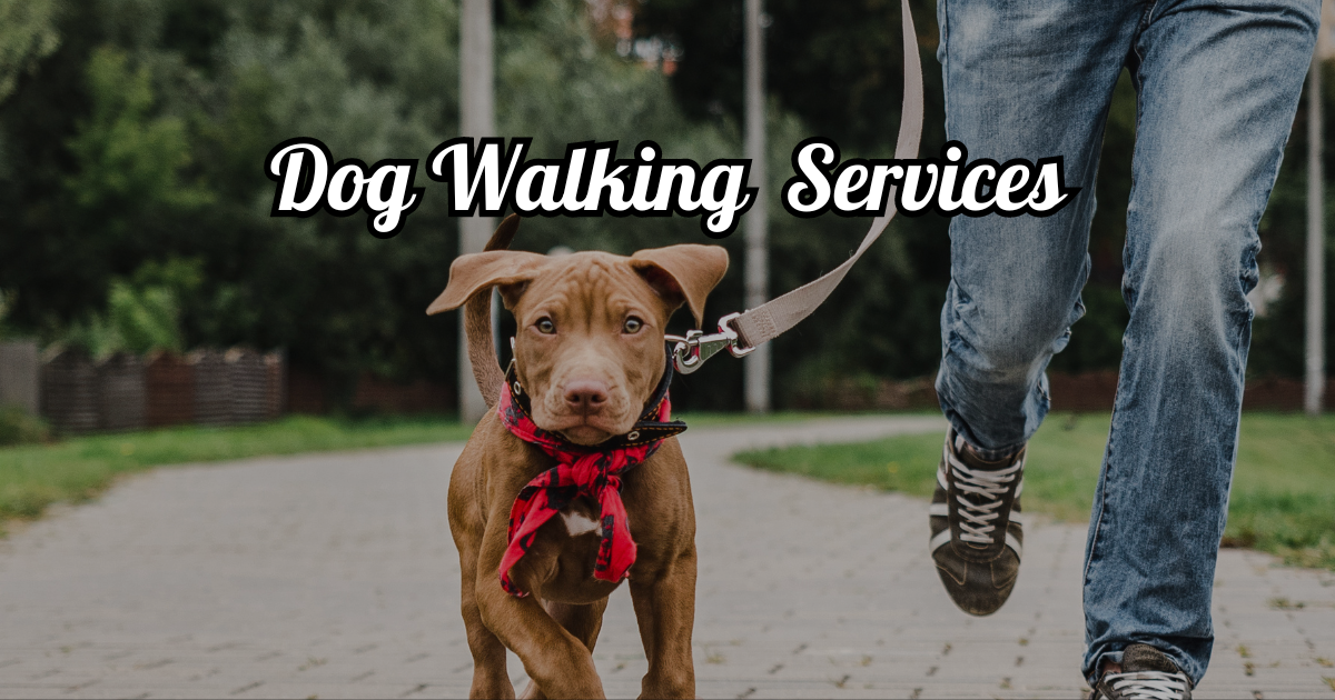 dog walking services