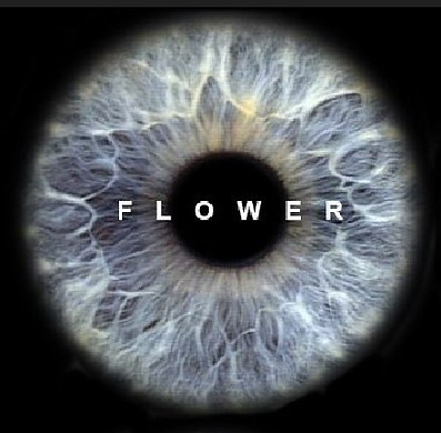 Iris Types | Iris Art