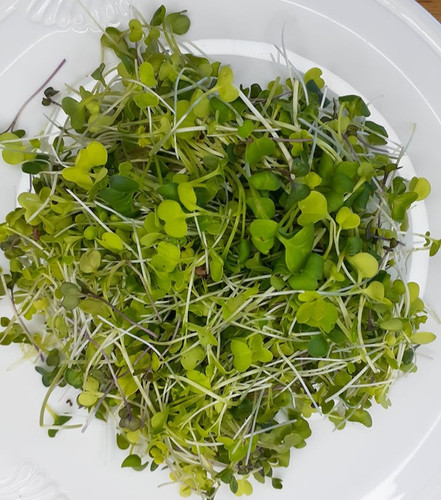 Asian Microgreen Mix | Nordic Acres Farm