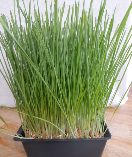 Live Tray: Wheatgrass | Nordic Acres Farm