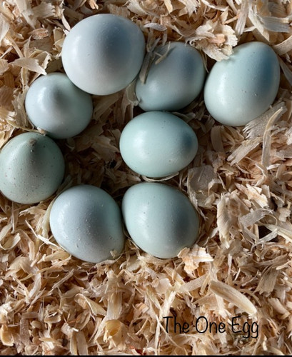 Celadon Quail | The One Egg LLC