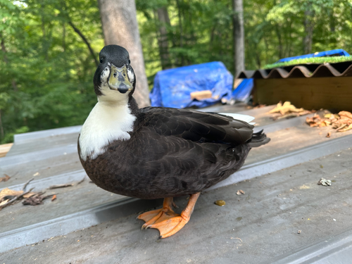 Black Bibbed Call Duck | The One Egg LLC