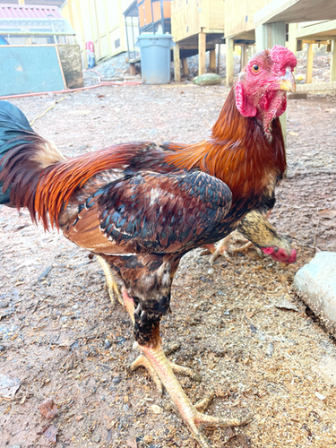 Indio Gigante | The One Egg LLC