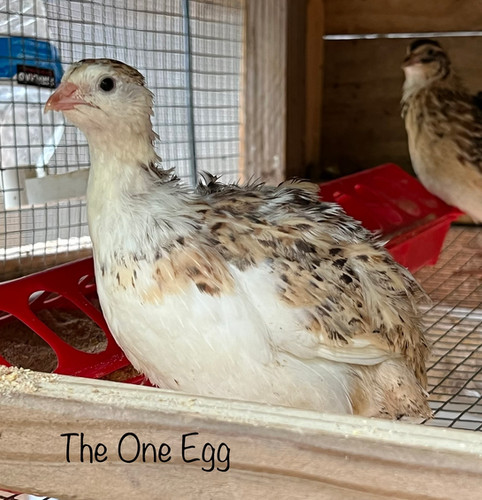Celadon Quail | The One Egg LLC