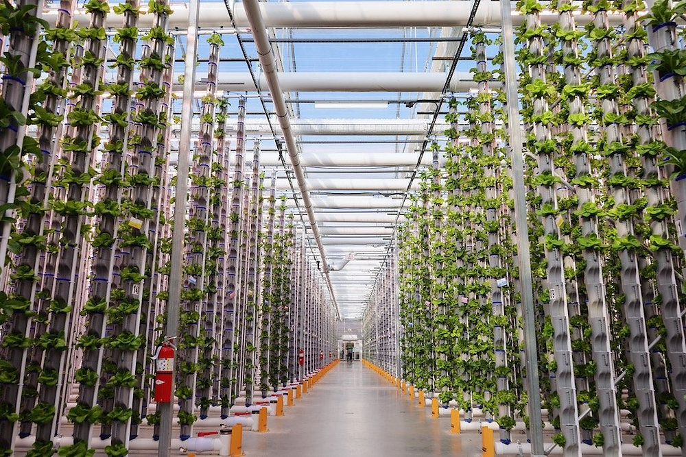 From Indoor Farming to Alternative Proteins: Innovations Shaping the ...