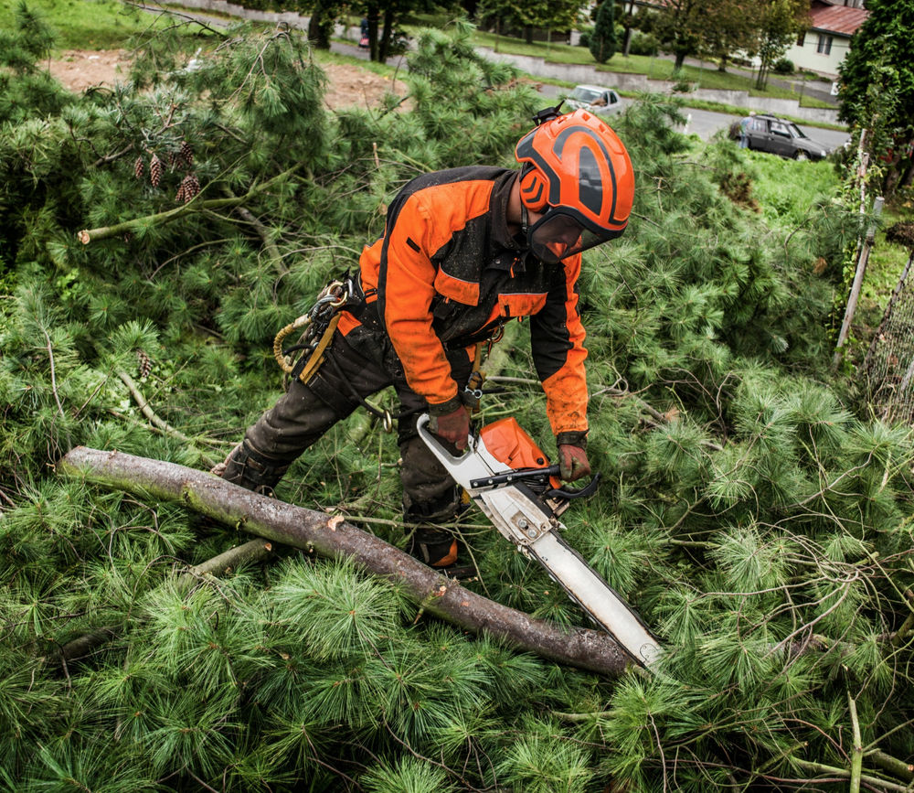 Chainsaws & Brush Saws in Forestry