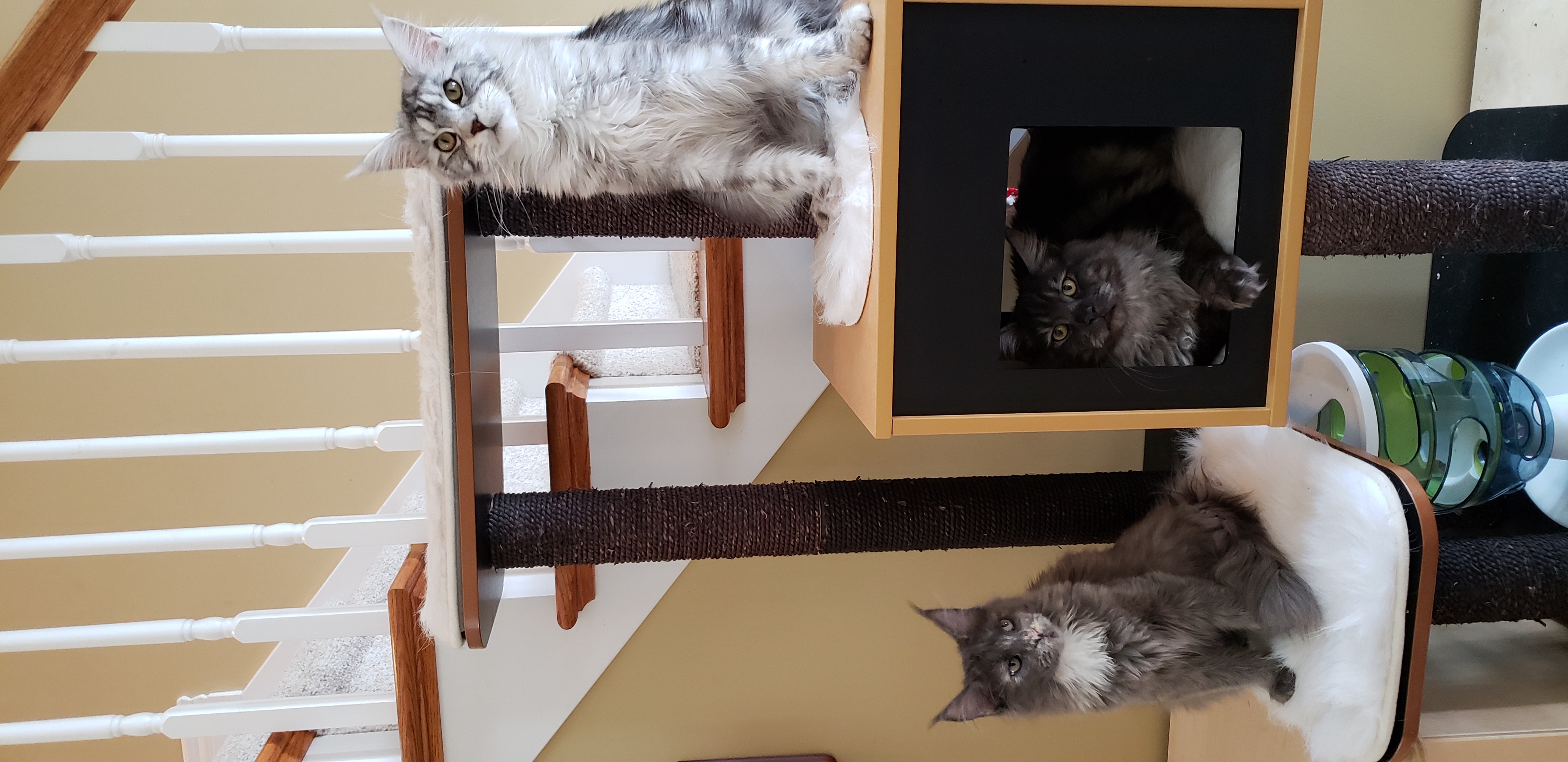 Our Cats | Meyer Maine Coons