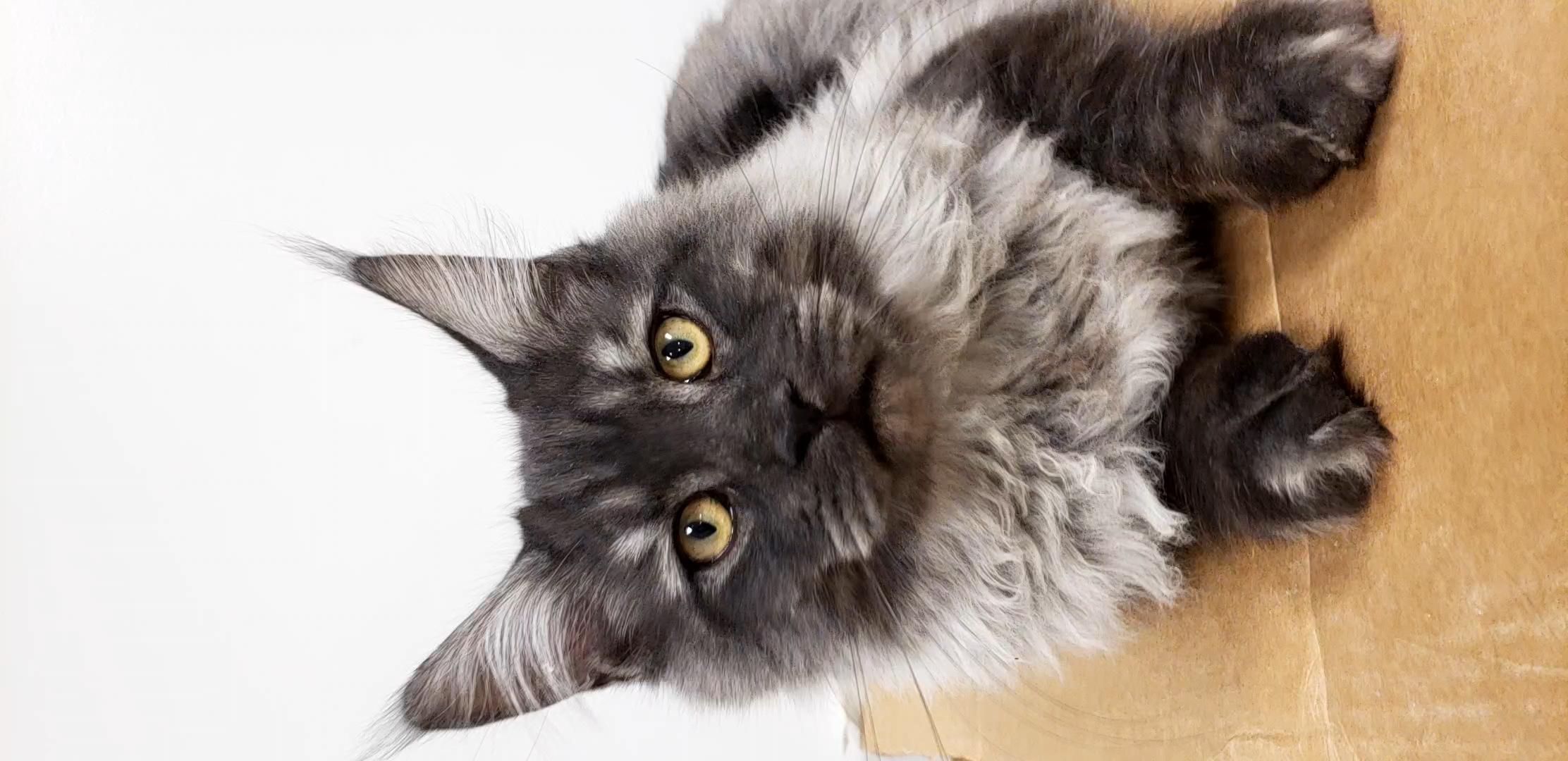 Our Cats | Meyer Maine Coons